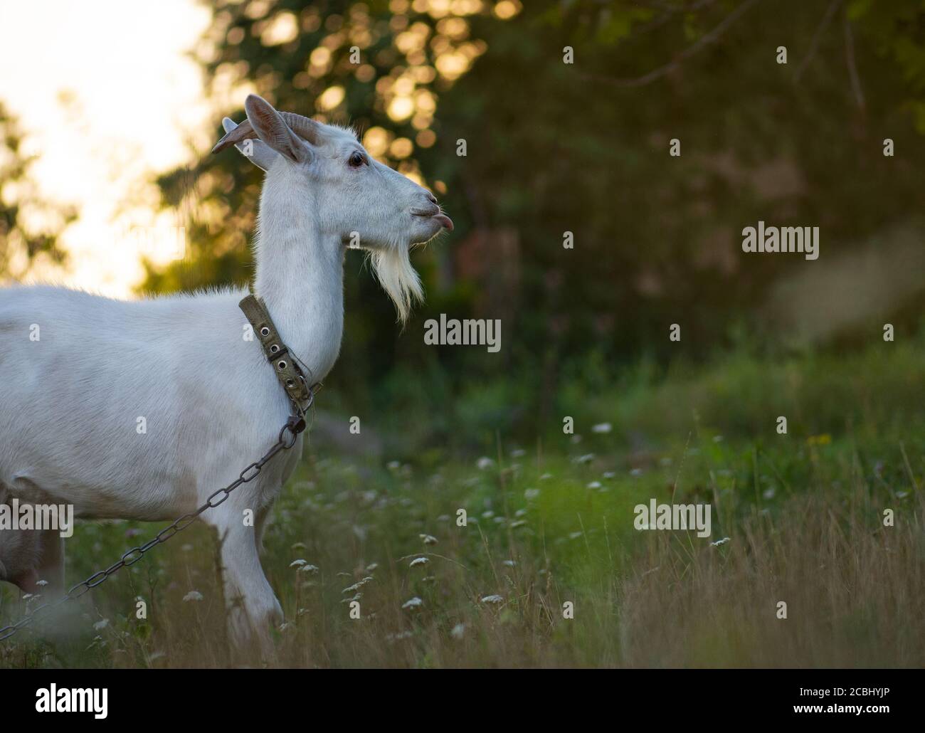 Goat posing near blooming flowers in a garden. Lives in harmony with ...