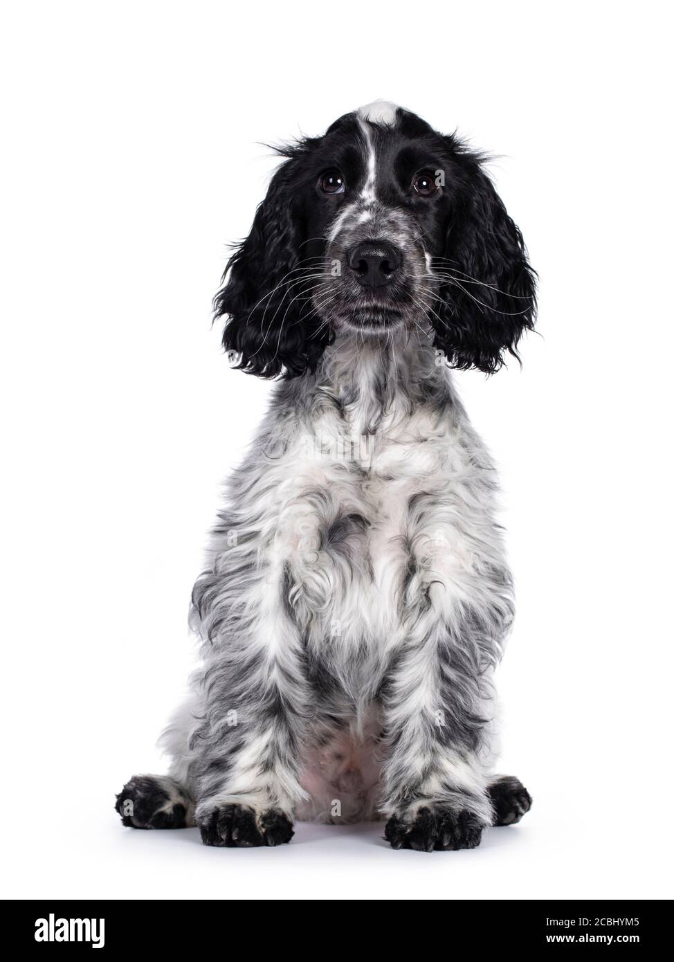 Dark blue roan cocker spaniel Cut Out Stock Images & Pictures - Alamy