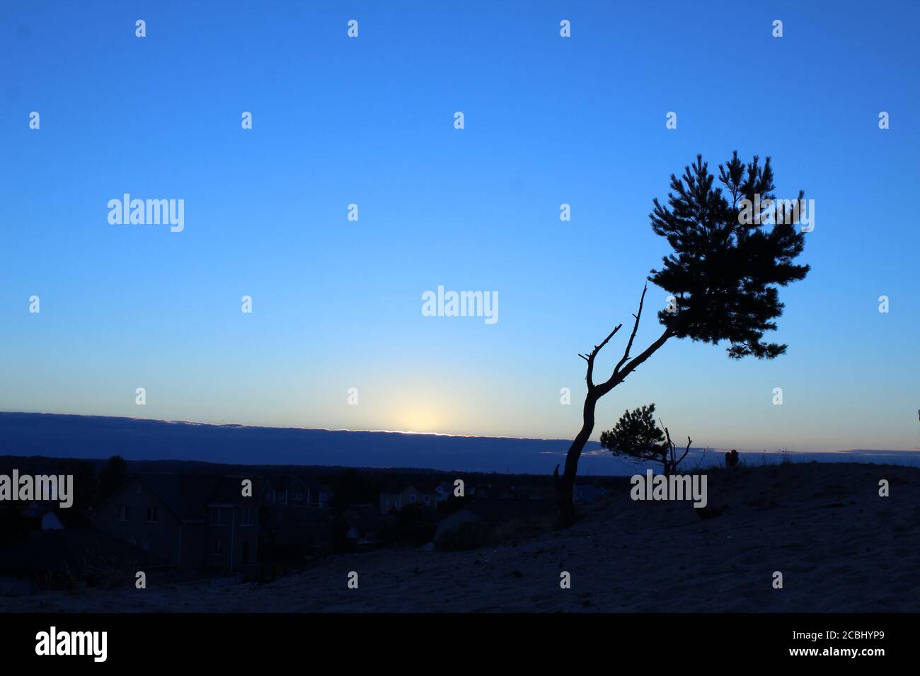 cold landscape a lonely tree growing on the sand against the sky and ...
