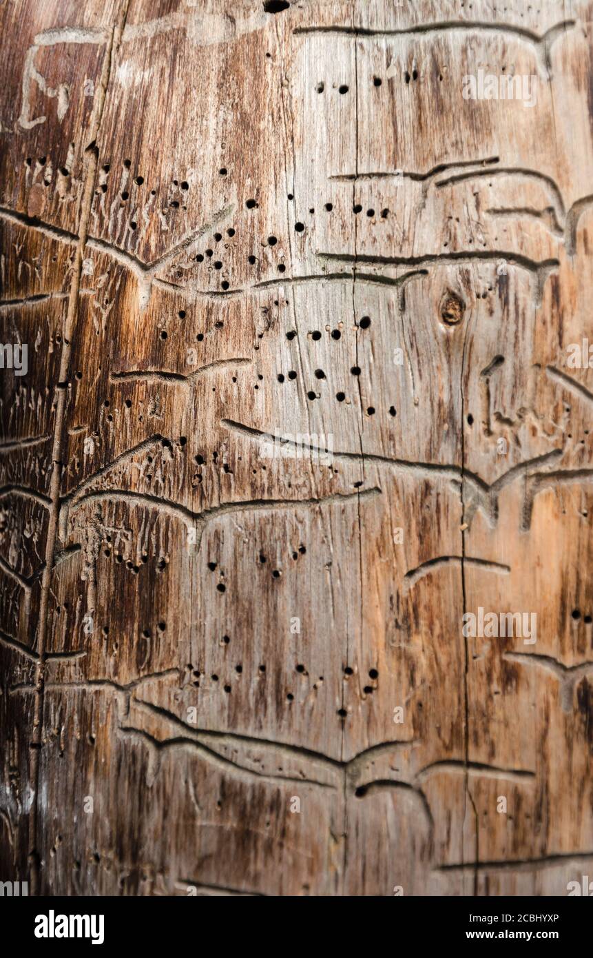 Abstract textured background on a tree trunk eaten by a woodworm ...