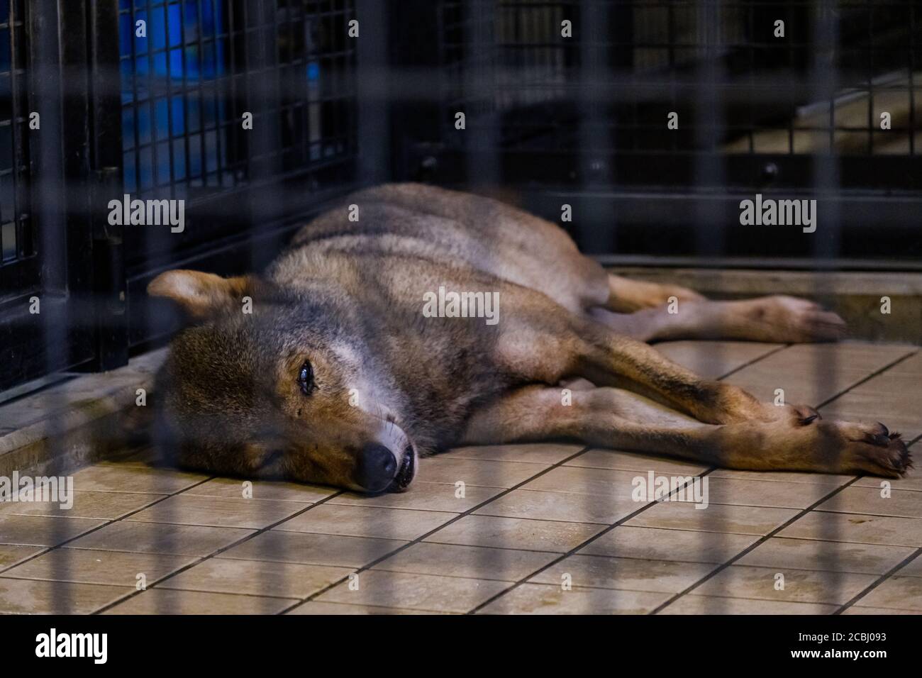 Wolf in cage hi-res stock photography and images - Alamy