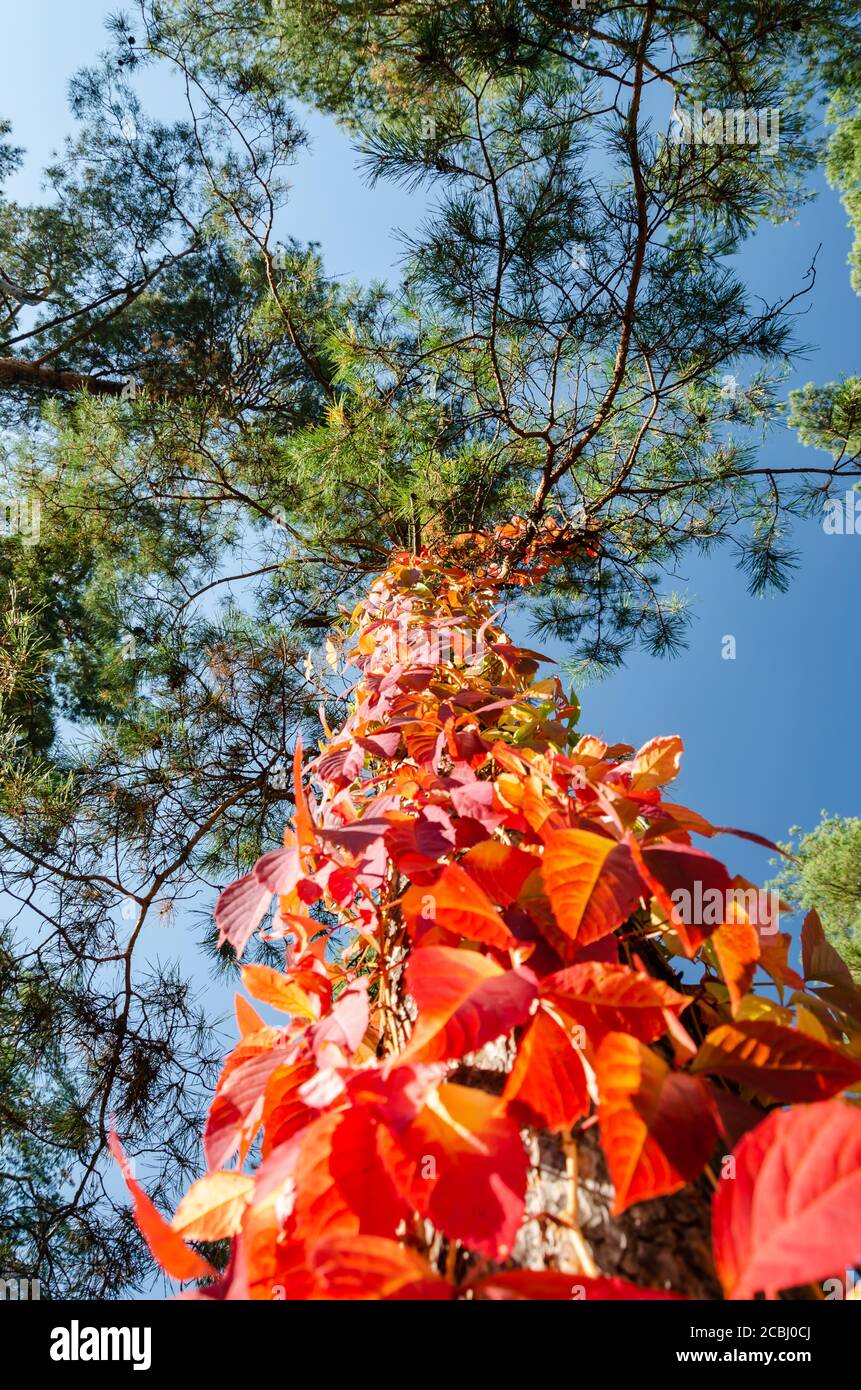 Vine wrapped around tree hi-res stock photography and images - Alamy