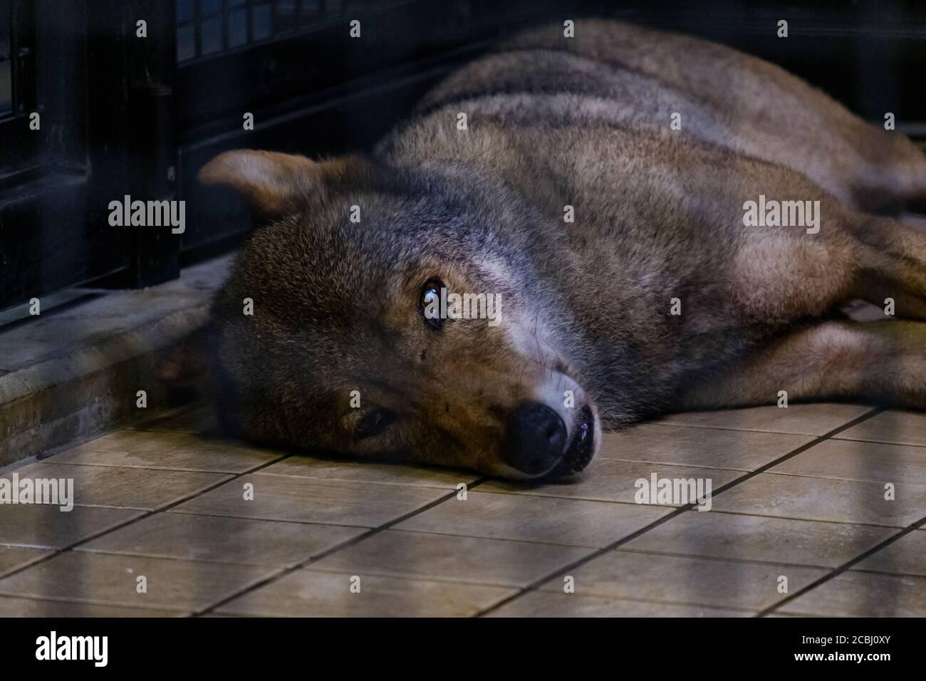 Bored wolf in a cage Stock Photo - Alamy