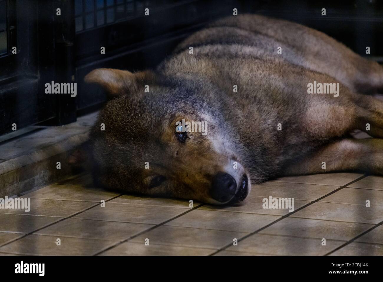 Caged wolf hi-res stock photography and images - Alamy