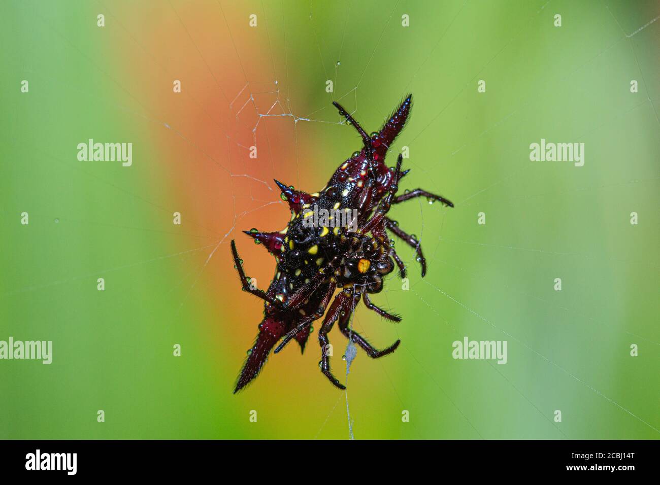 Ventral view of Gasteracantha fornicata Stock Photo - Alamy