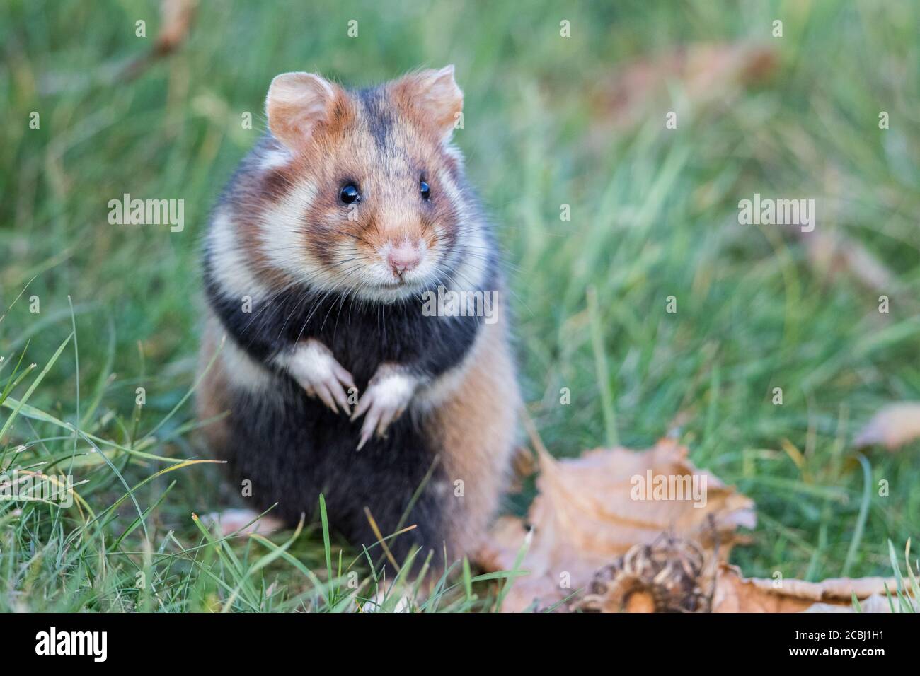 Tiere hamster hi-res stock photography and images - Alamy