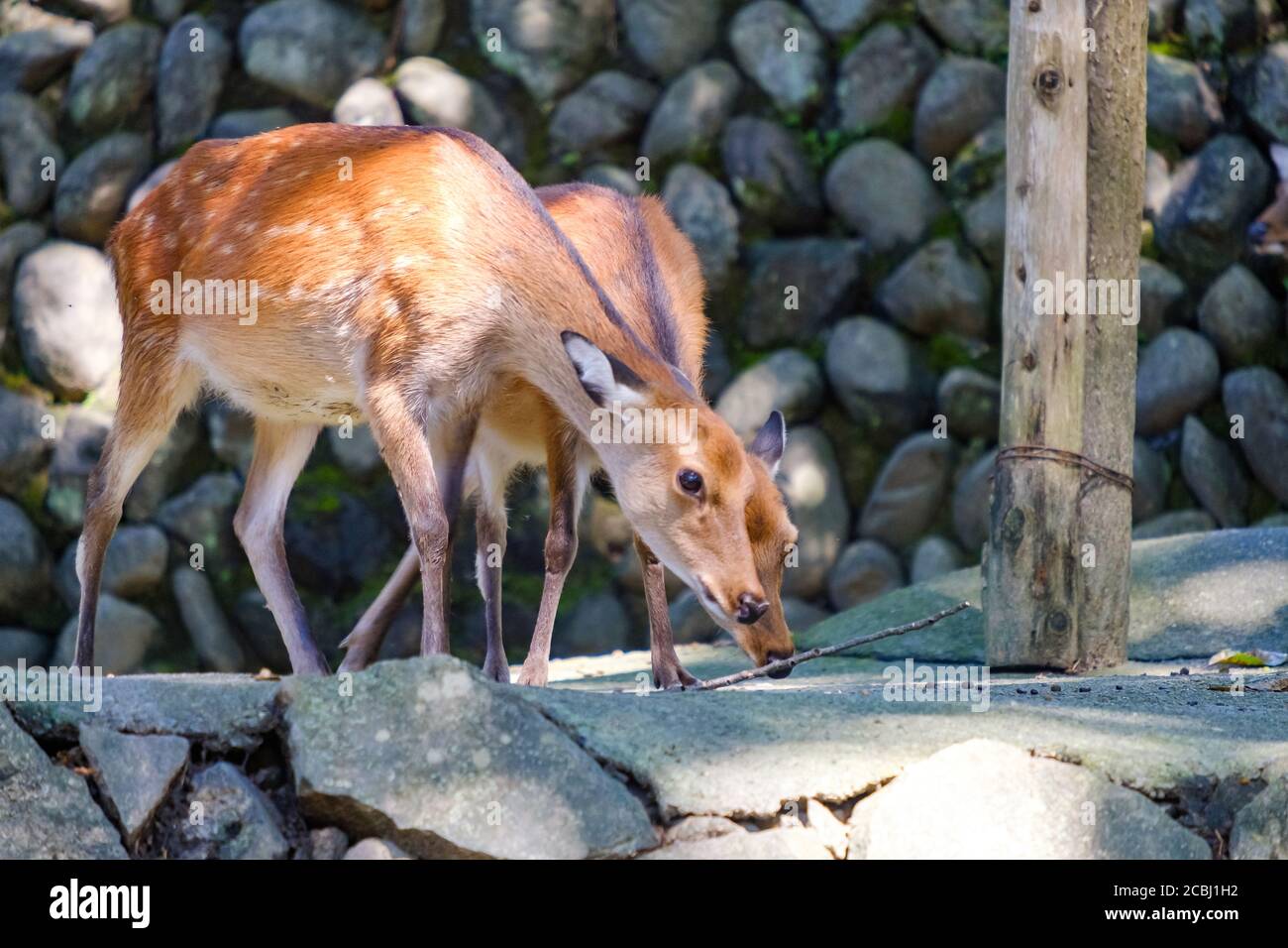 Brown furry deer hi-res stock photography and images - Alamy