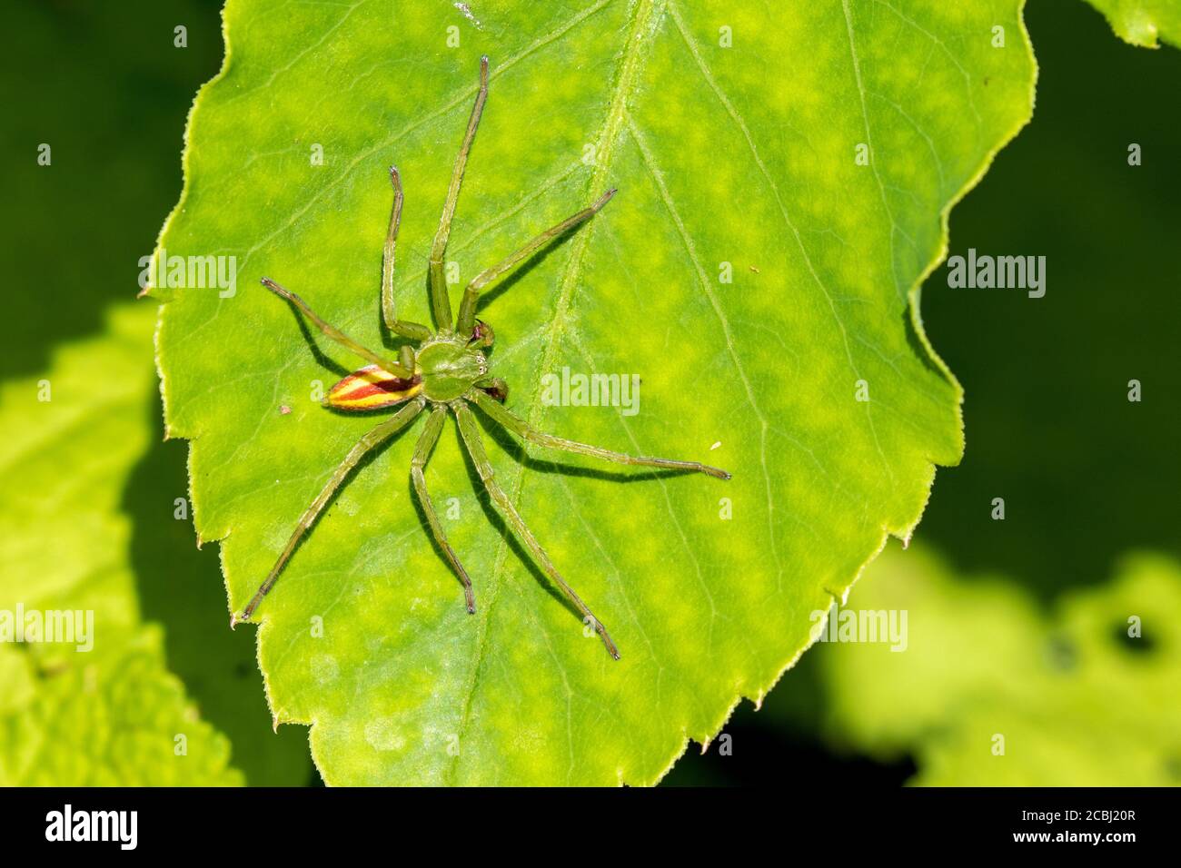 The yellow and red abdomen (Opisthosoma) is typical for male green ...