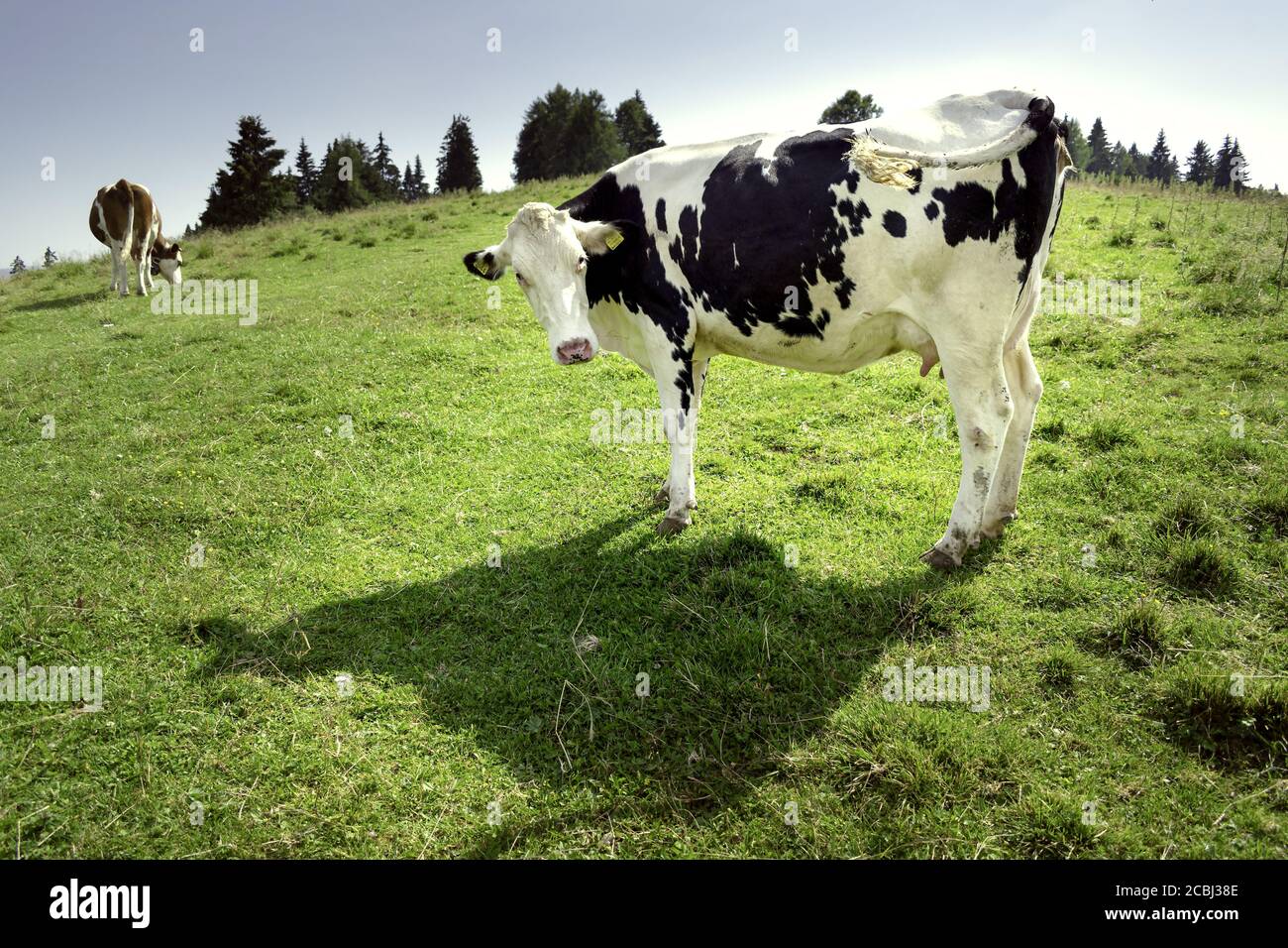 Cow profile hi-res stock photography and images - Alamy