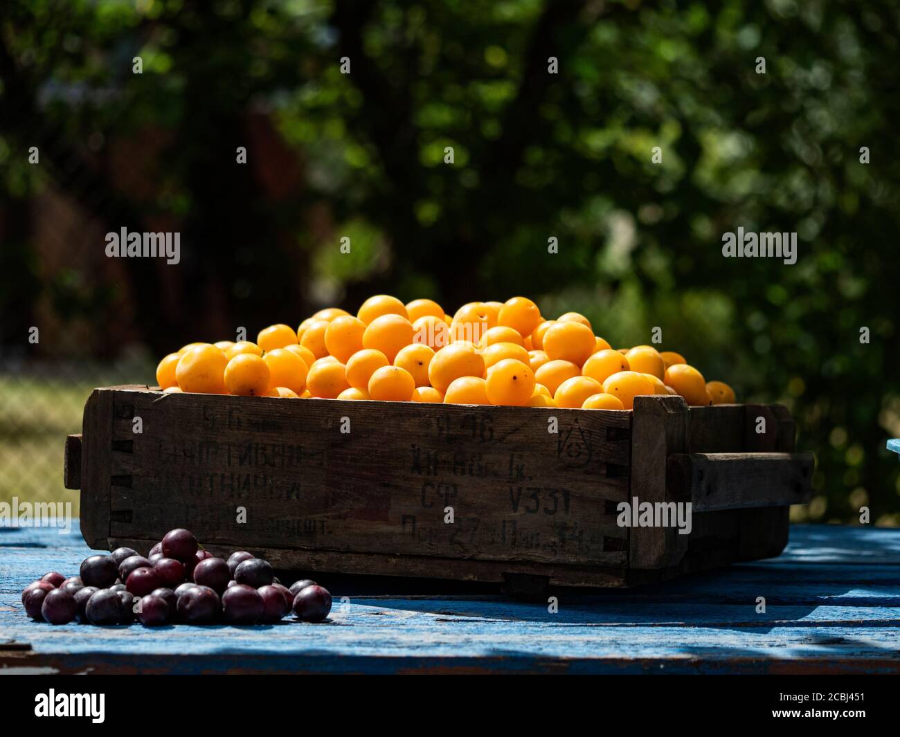 Organic cherry plums in vintage box on weathered blue wooden surface ...