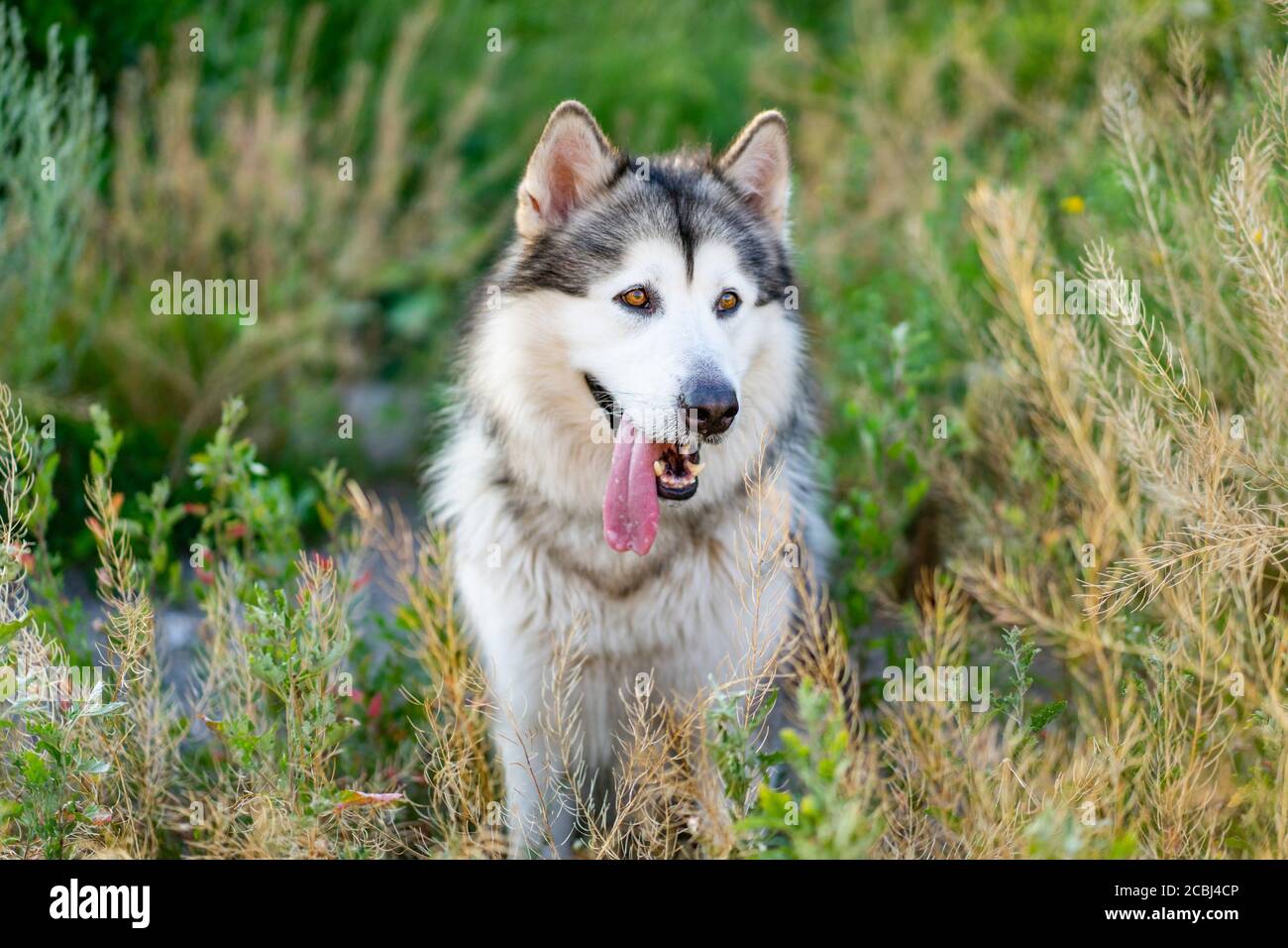 Cute alaskan malamute with tongue out standing in summer grass Stock ...