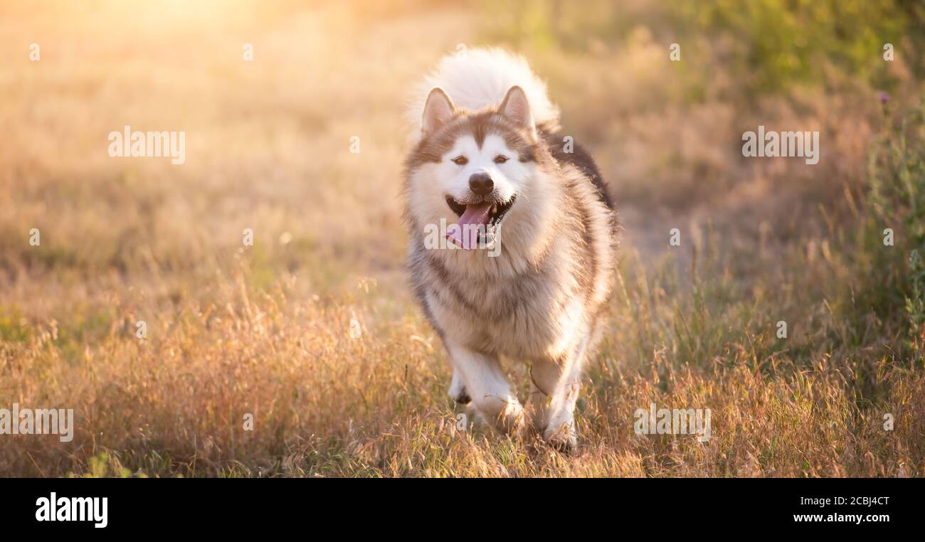 Walking dog klee kai hi-res stock photography and images - Alamy