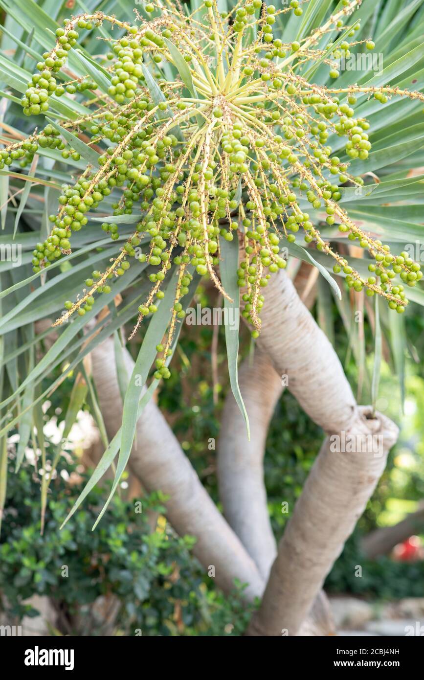 Close Up Date Palm Tree When Fruiting. Beautiful Nature Background ...