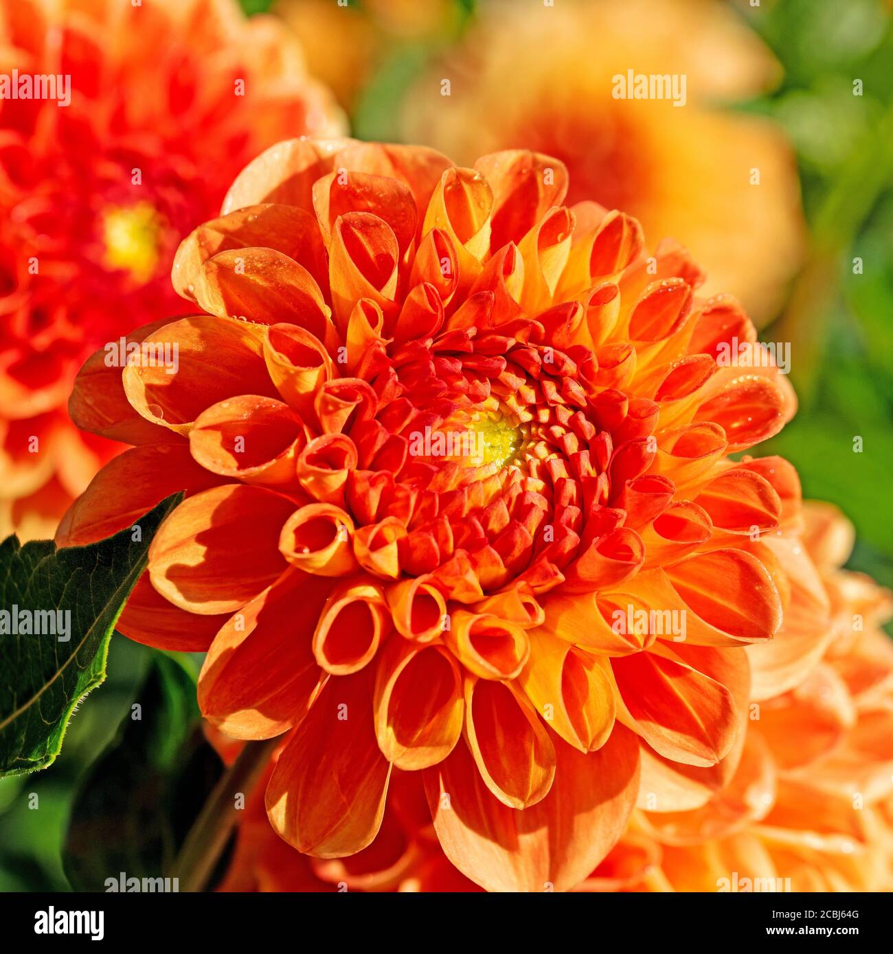 Blooming orange dahlias in the garden Stock Photo - Alamy