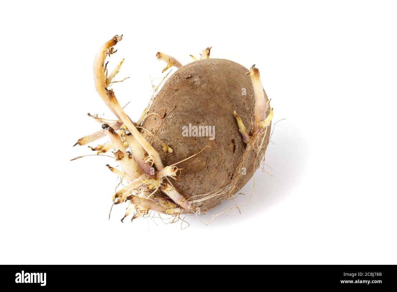 Potatoes growing sprouts Cut Out Stock Images & Pictures - Alamy