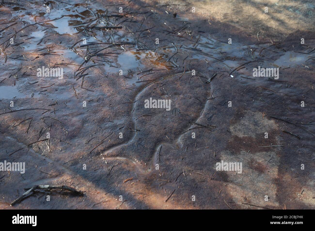 Aboriginal rock engravings in Clontarf just off the Spit to Manly walk ...
