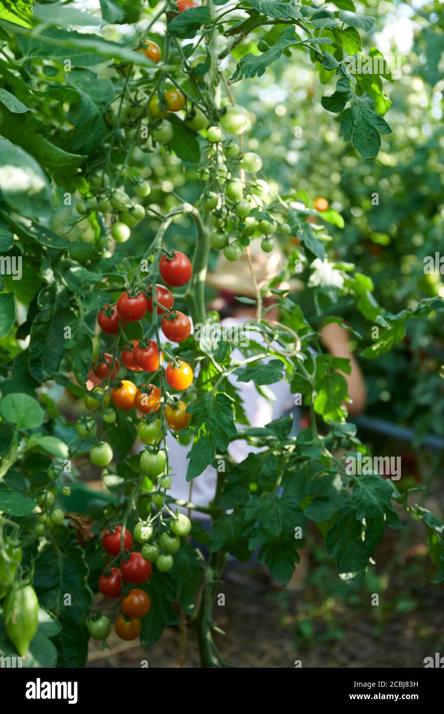 Kirschtomaten hi-res stock photography and images - Alamy