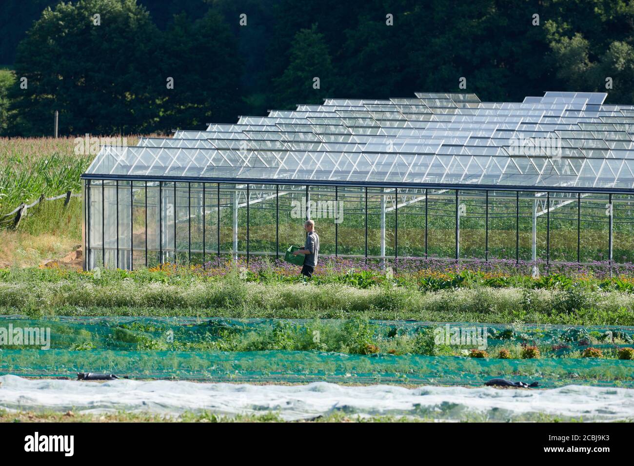 Geselle in der Landwirtschaft eines biologisch, dynamisch ...