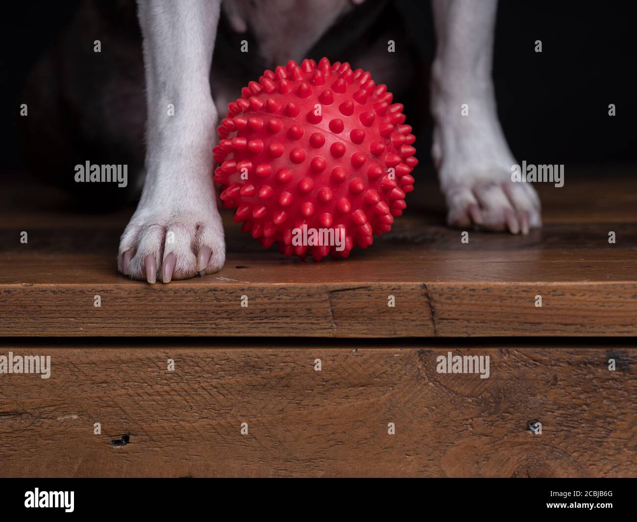 Boston terrier ball hi-res stock photography and images - Alamy