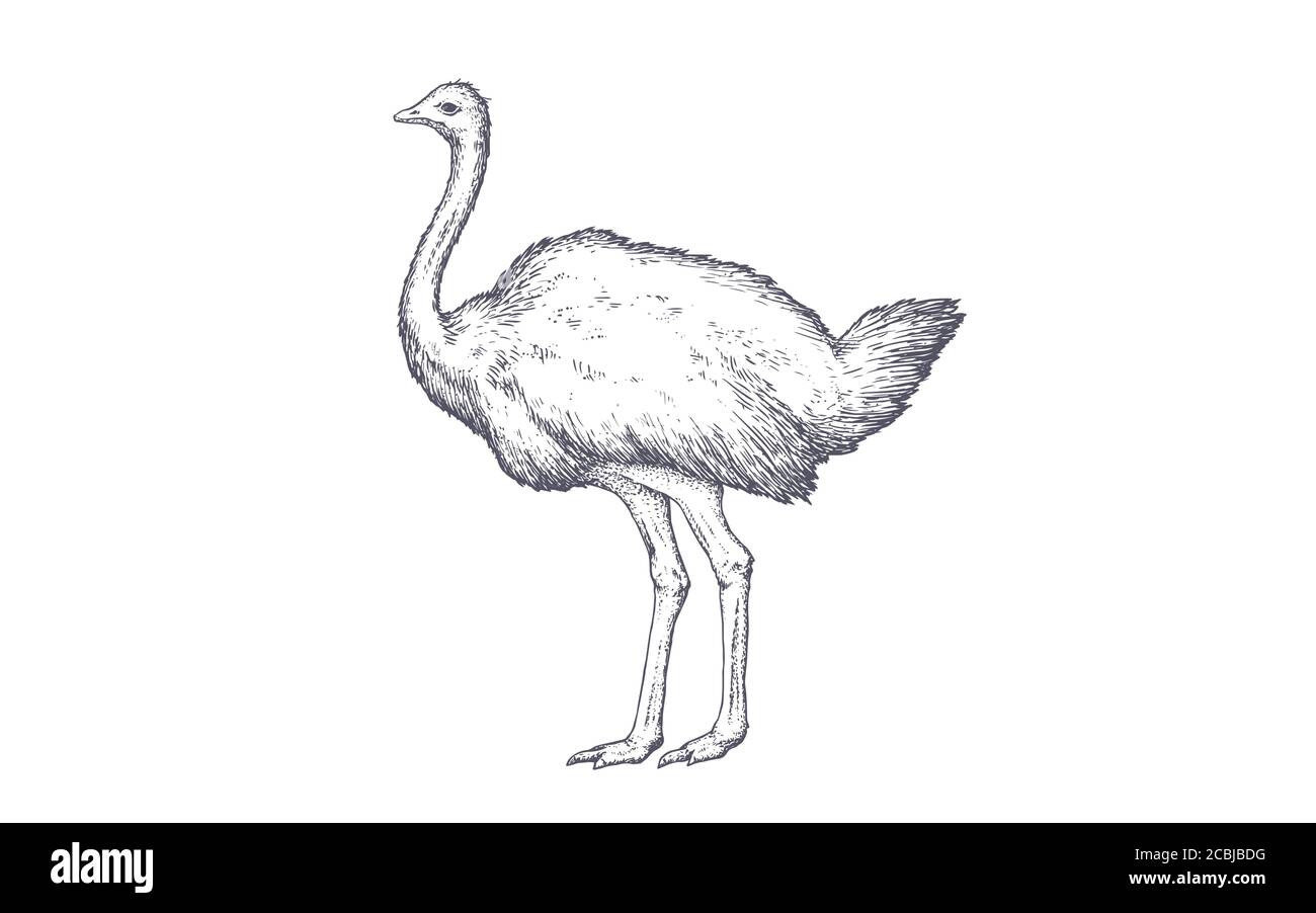Line art vector ostrich Stock Vector Images - Alamy