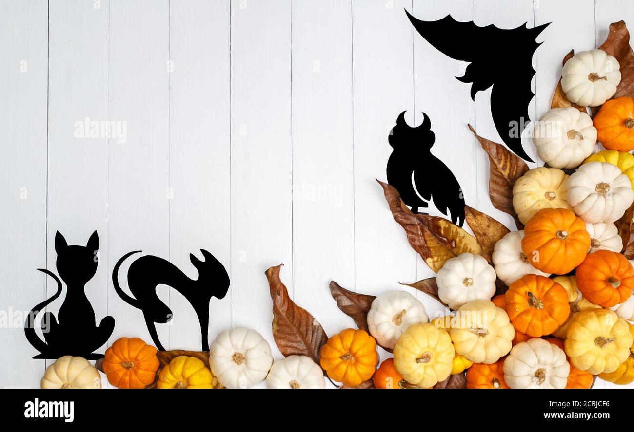 Halloween background with pumpkins, black cats, a black owl and a black ...