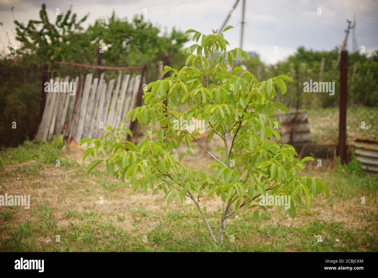 Small walnut tree grow in a summer rural garden Stock Photo - Alamy