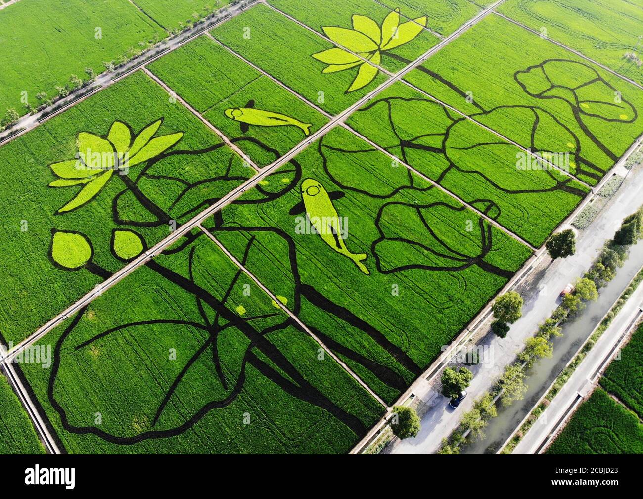 Rice field painting hi-res stock photography and images - Alamy