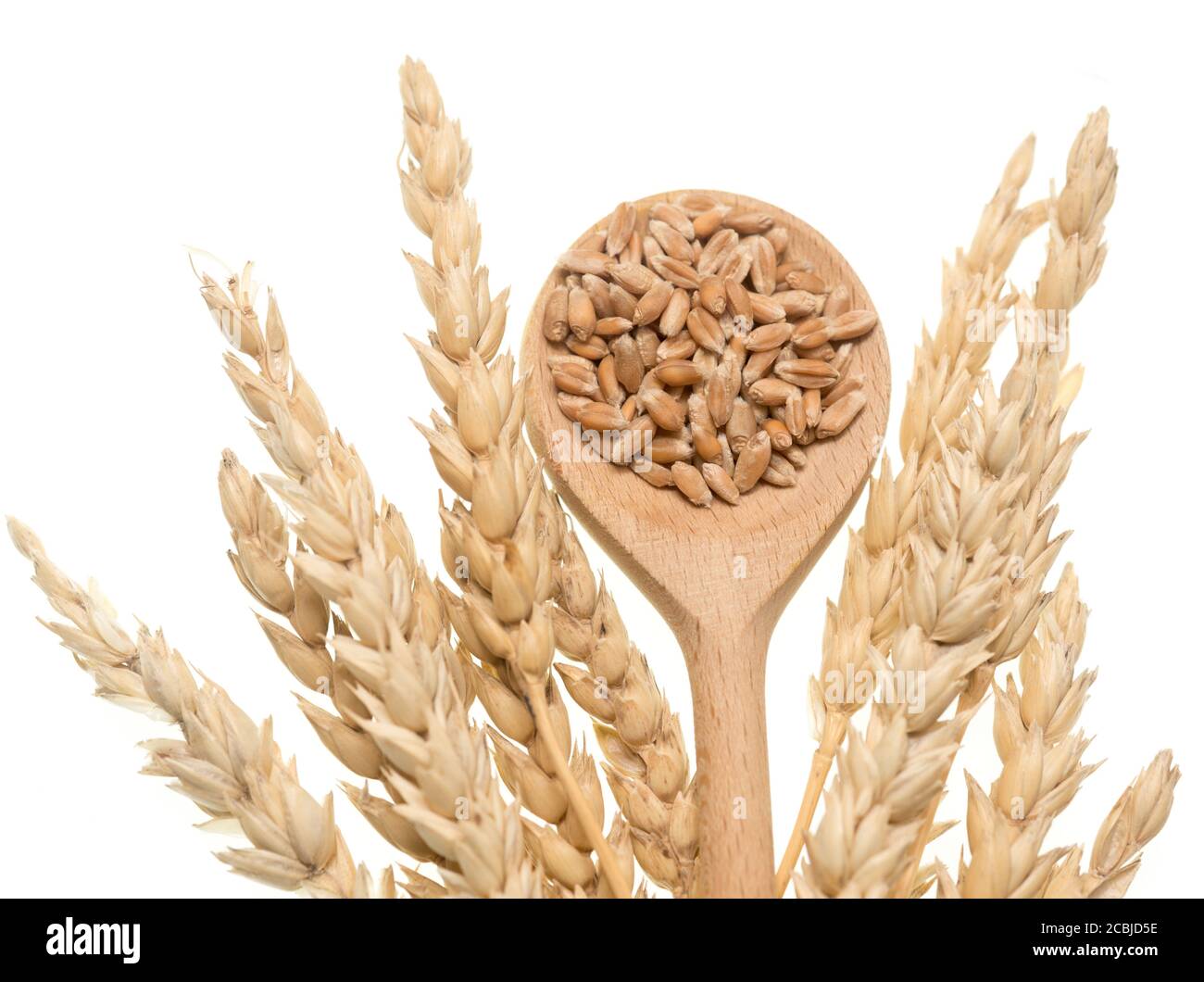 Wheat isolated on white background Stock Photo - Alamy