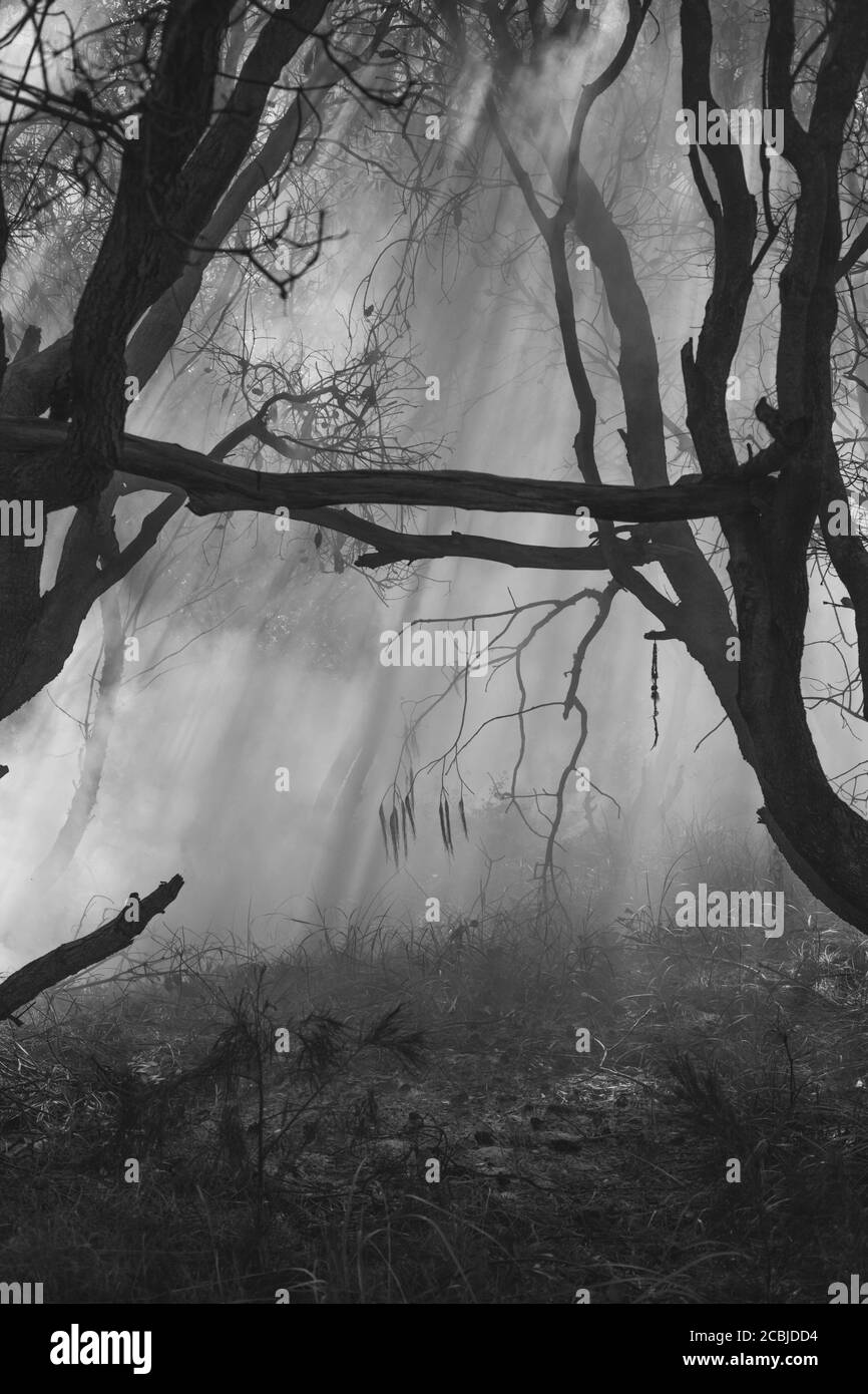 Australia bushfires in summer fire season Stock Photo - Alamy