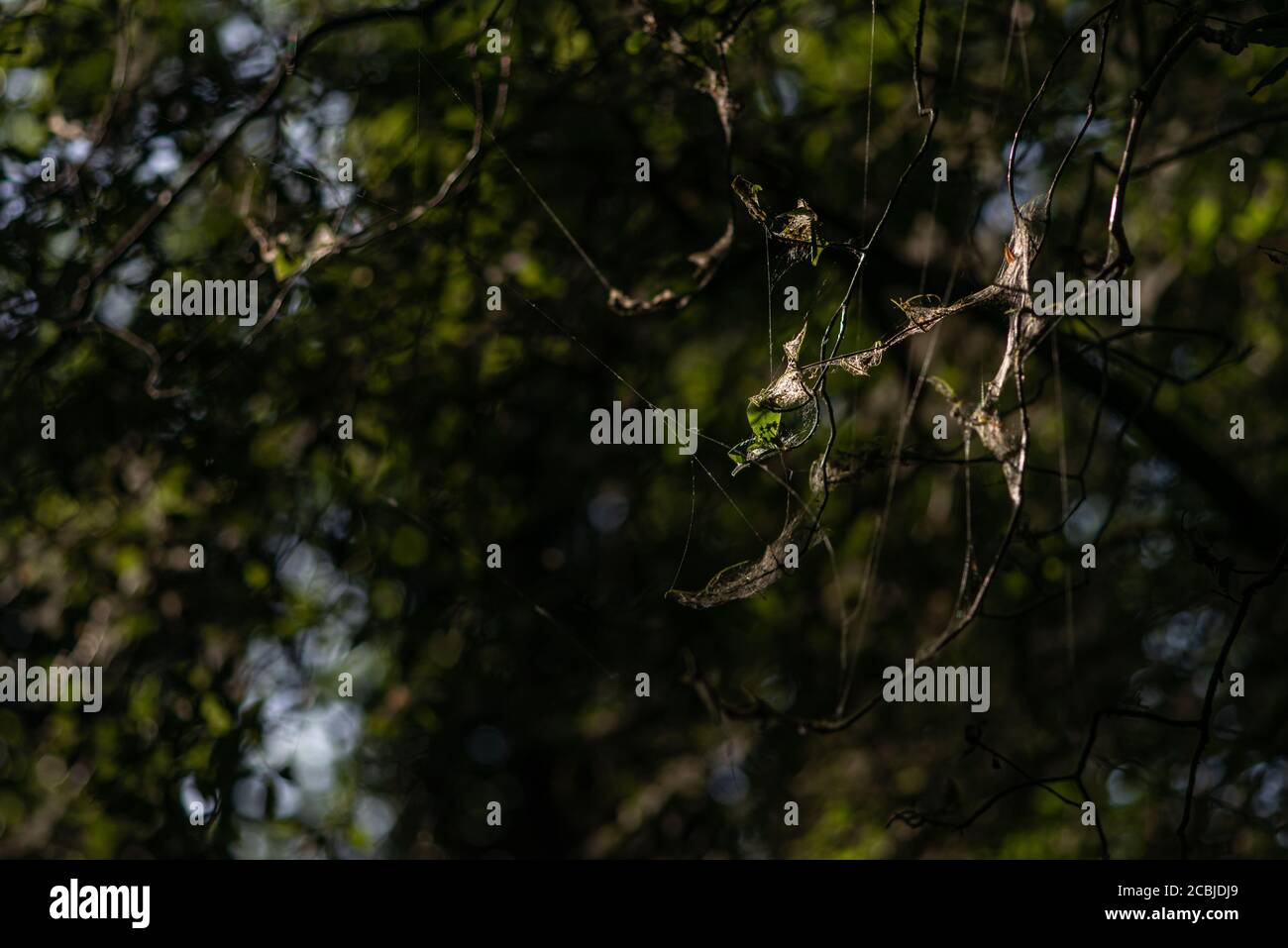Ermine spindle moth hi-res stock photography and images - Alamy