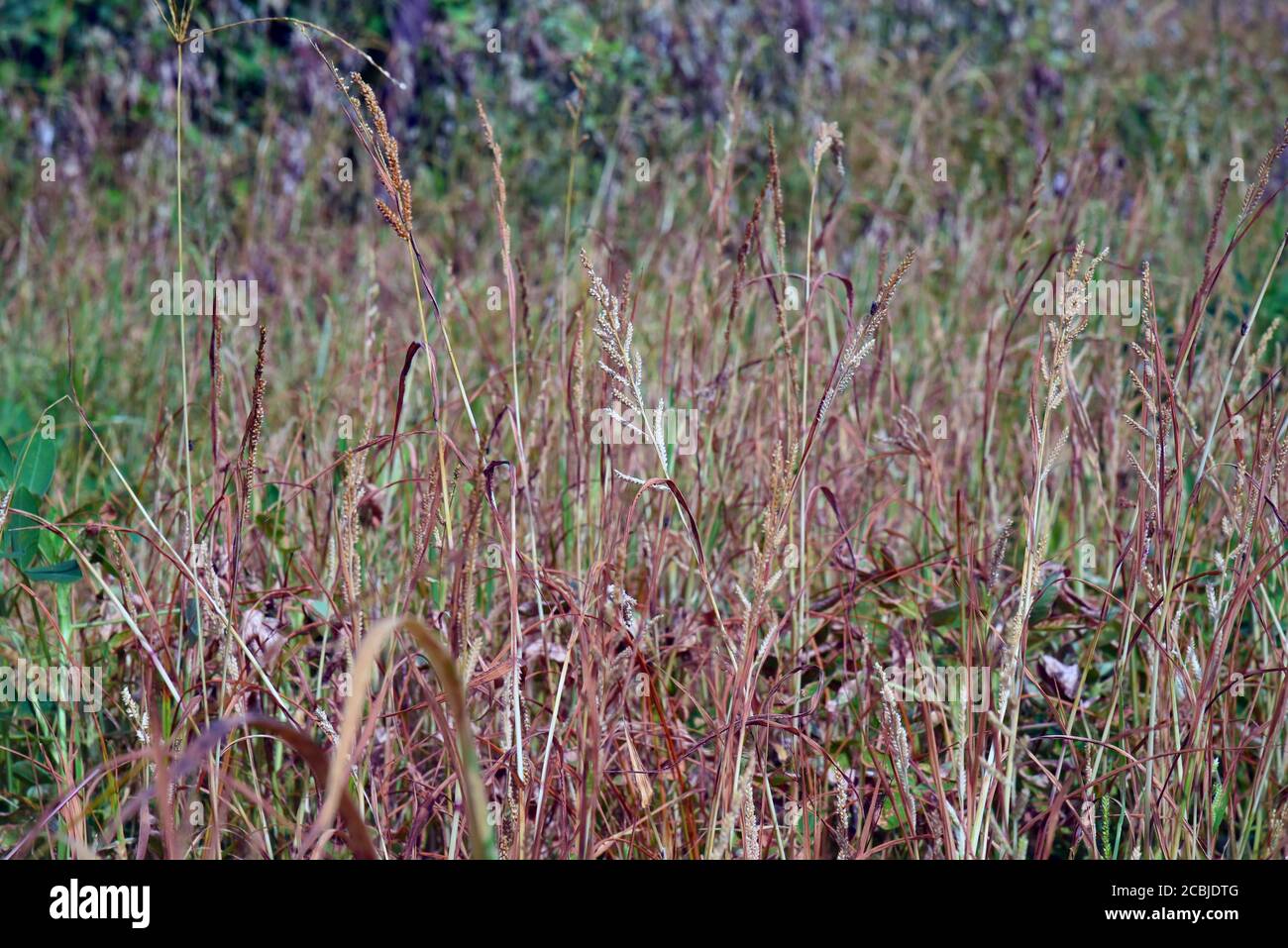 A Natural Abstract Grass Background Stock Photo - Alamy