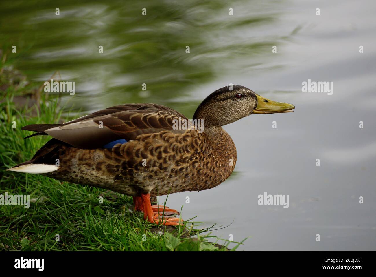 Amber flower blooming Stock Photo - Alamy