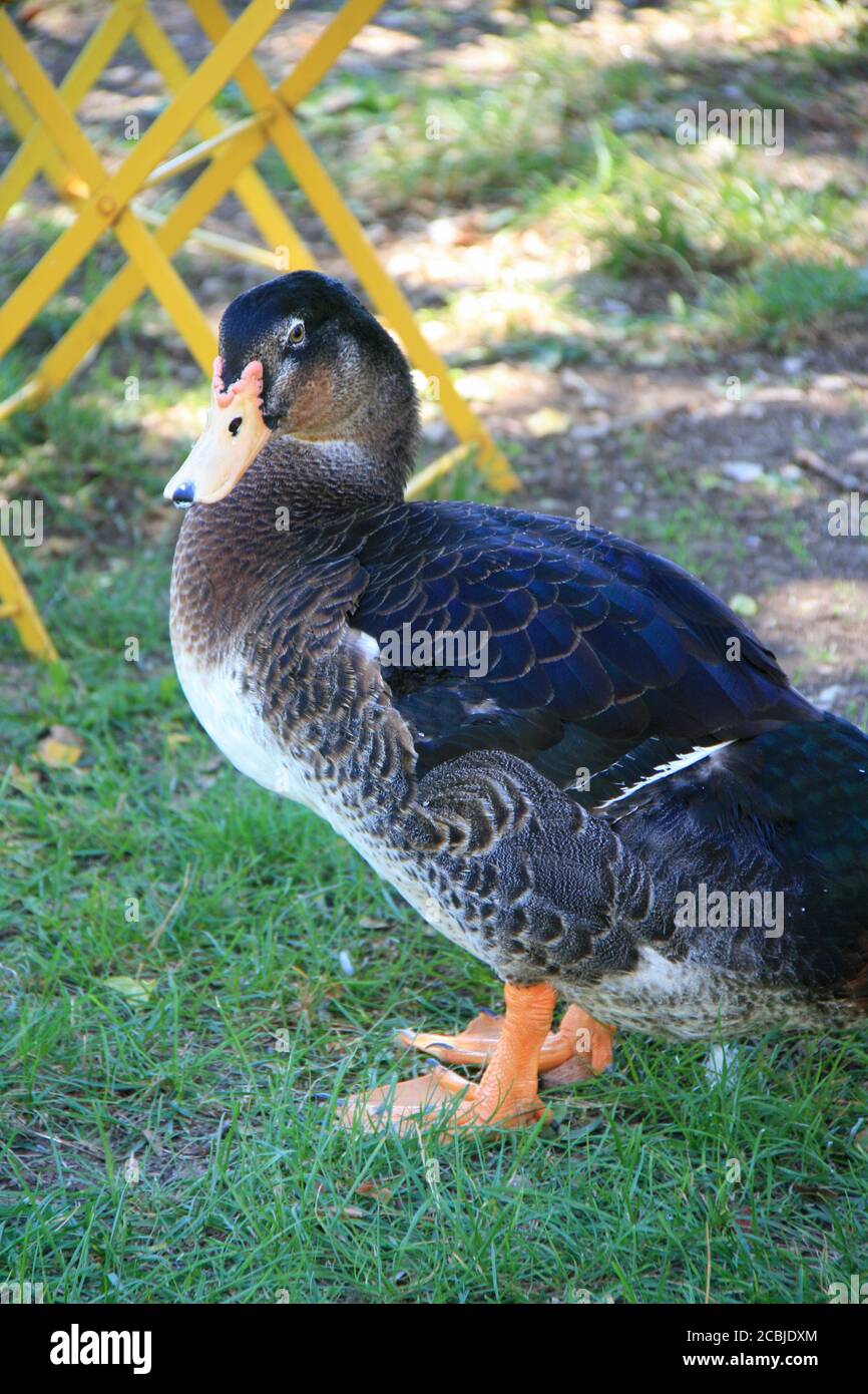 duck in a farm in france Stock Photo - Alamy