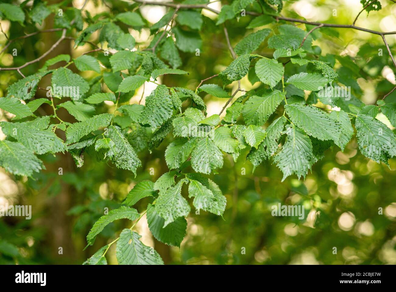 Elm tree branch with leaf gall bumps from parasite insect infestation ...