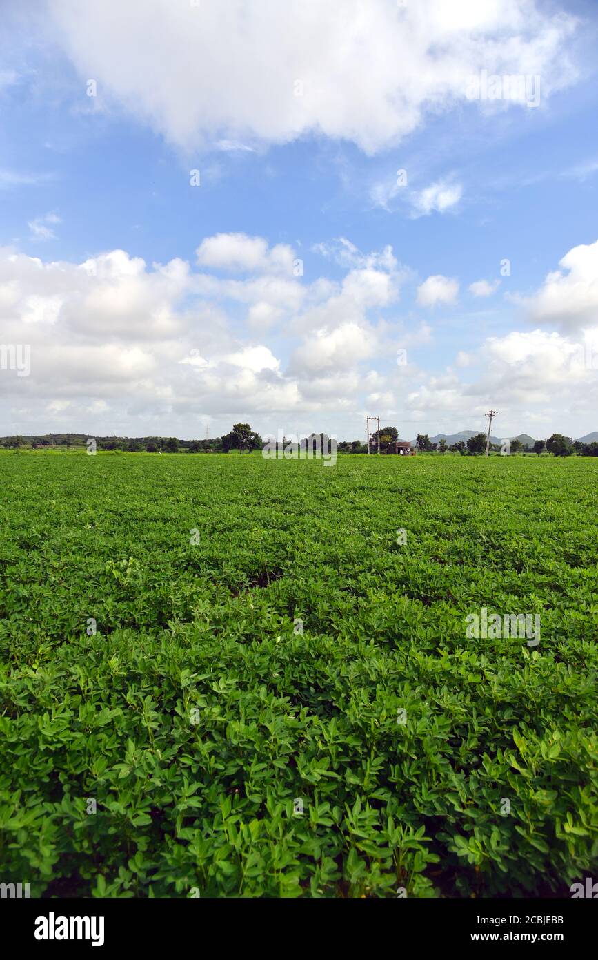 Peanut crop, ready for harvesting, Gujarat , India Stock Photo - Alamy
