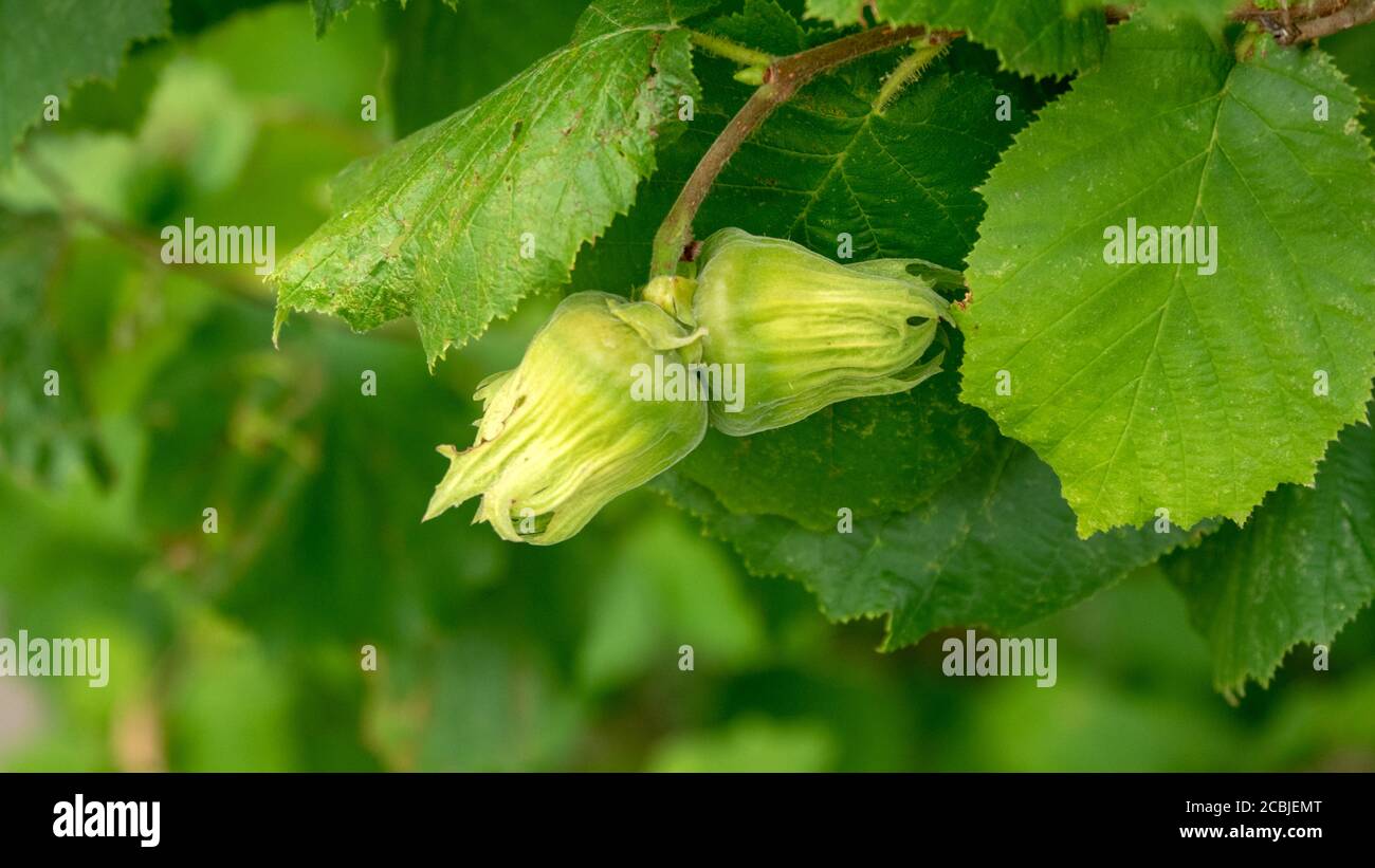 Hazelnuts tree hi-res stock photography and images - Alamy
