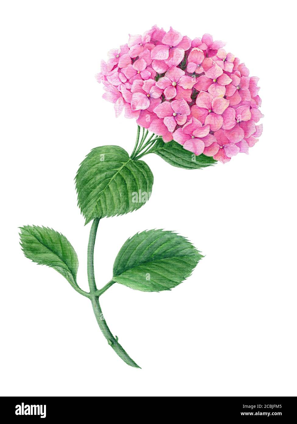Pink Hydrangea watercolor botanical illustration Stock Photo - Alamy