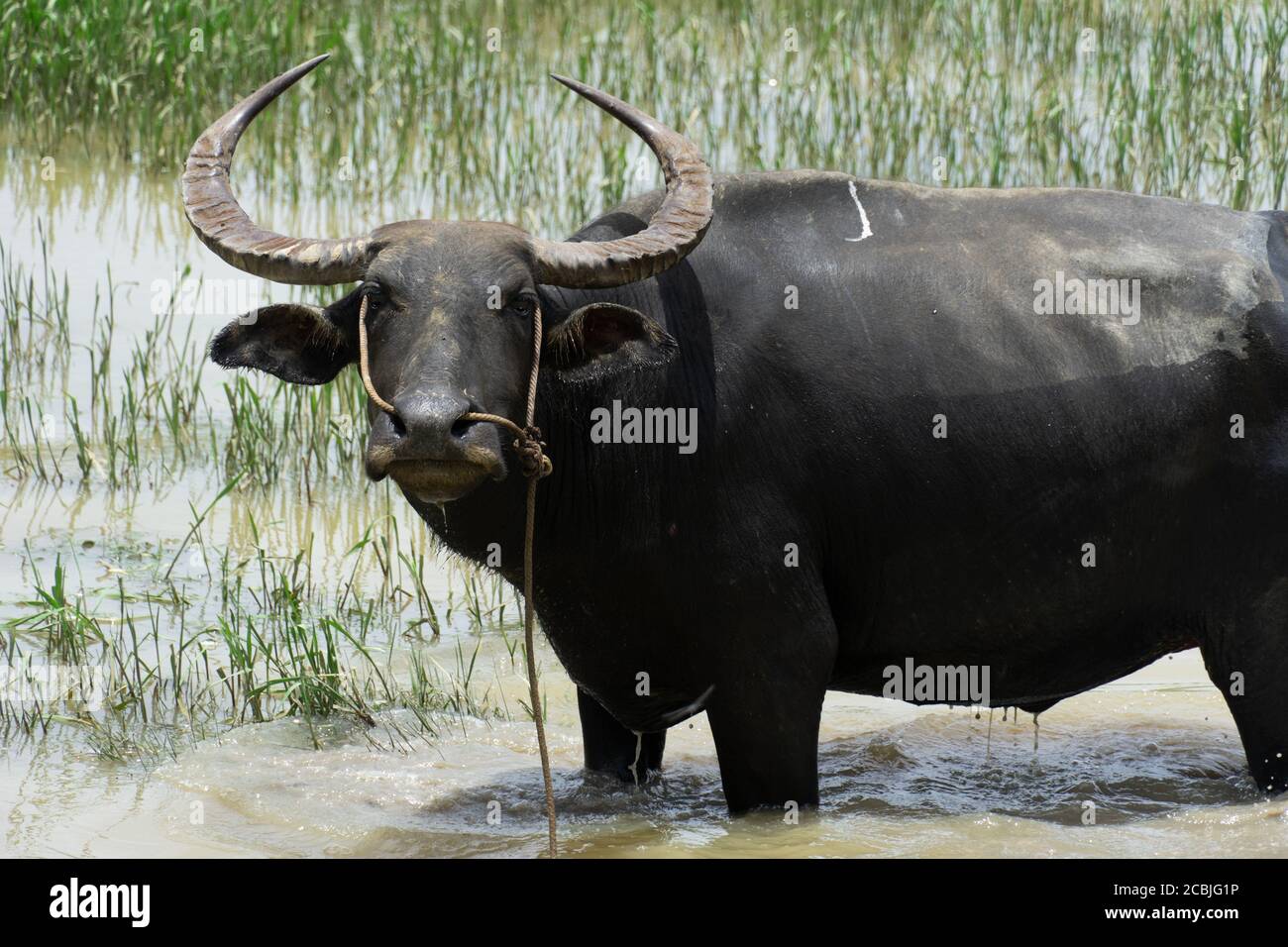grey black water buffalo in grass field agriculture farm animal in ...