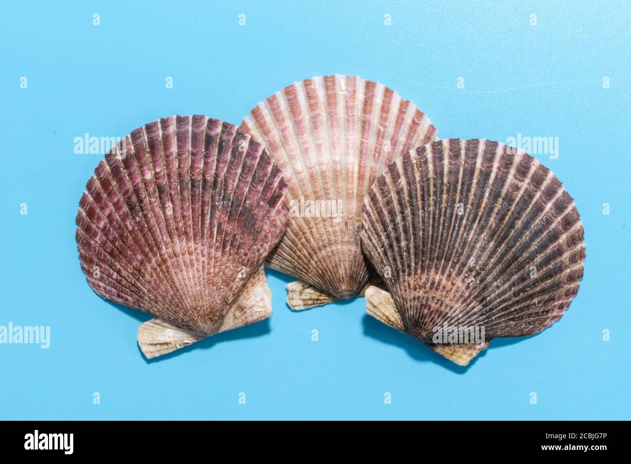 Queen scallop hi-res stock photography and images - Alamy