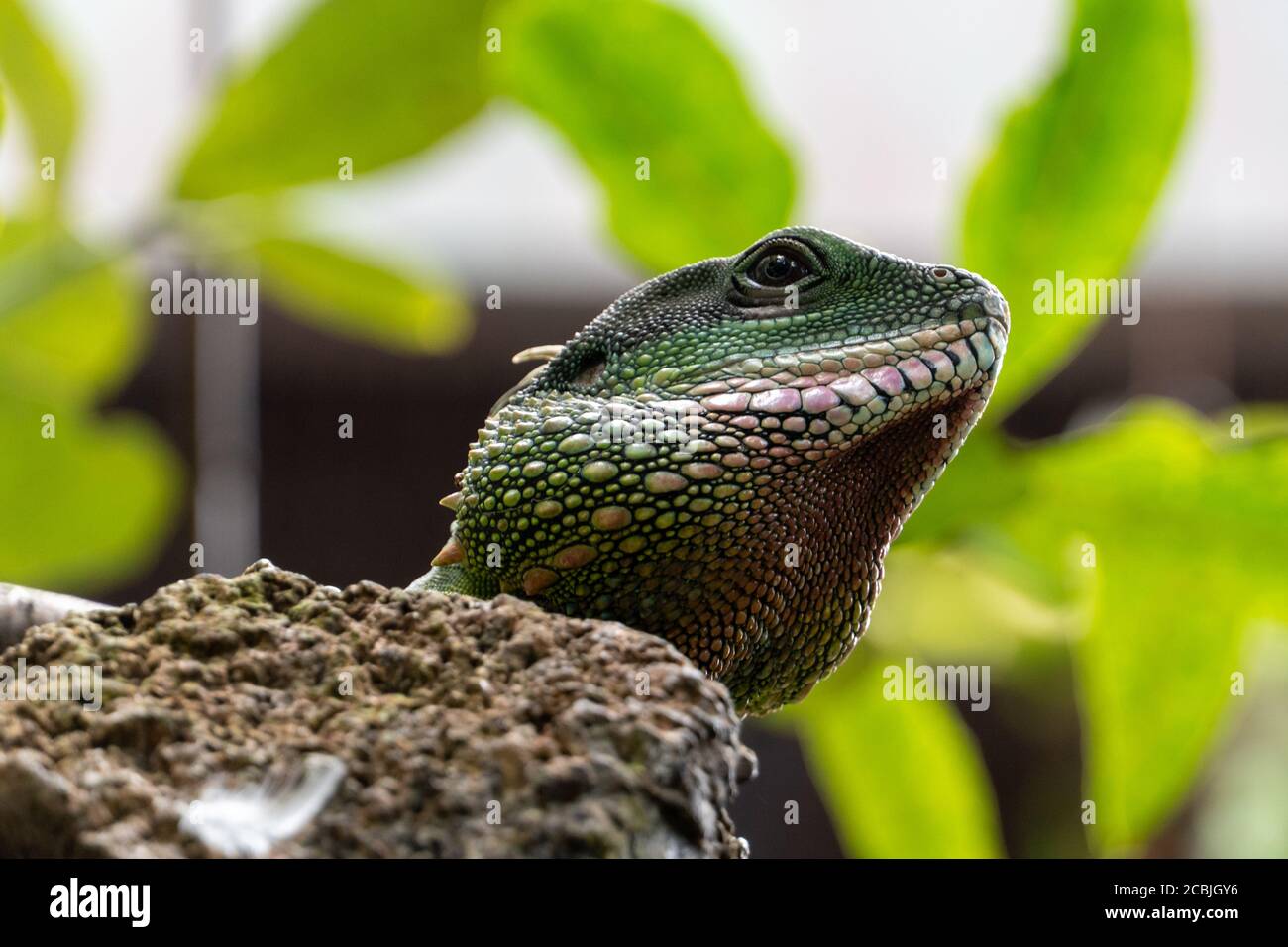 A Pogona vitticeps, the central (or inland) bearded dragon, is a ...