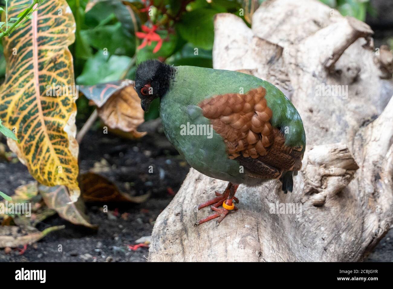 A female crested partridge (Rollulus rouloul) also known as the crested ...