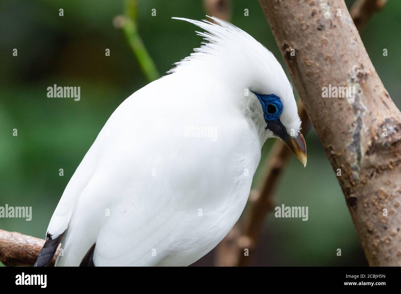 The white Bali myna (Leucopsar rothschildi) , also known as Rothschild ...