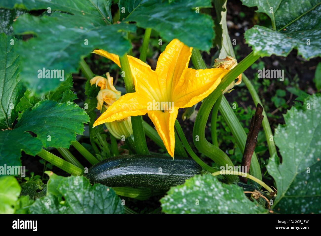 Courgette plant with flower and courgette Stock Photo - Alamy