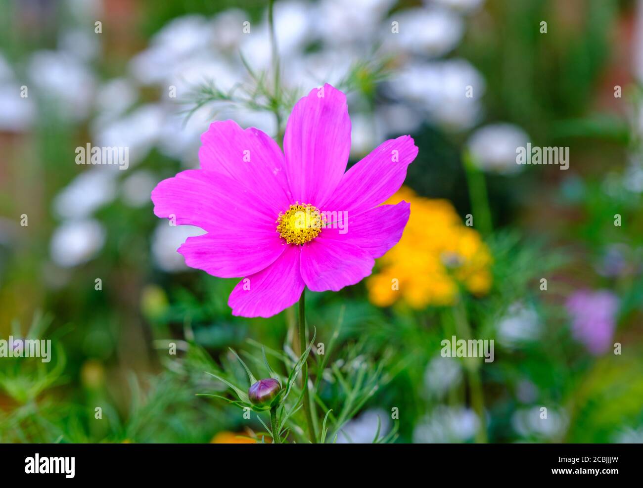 Cosmos flower in garden Stock Photo - Alamy