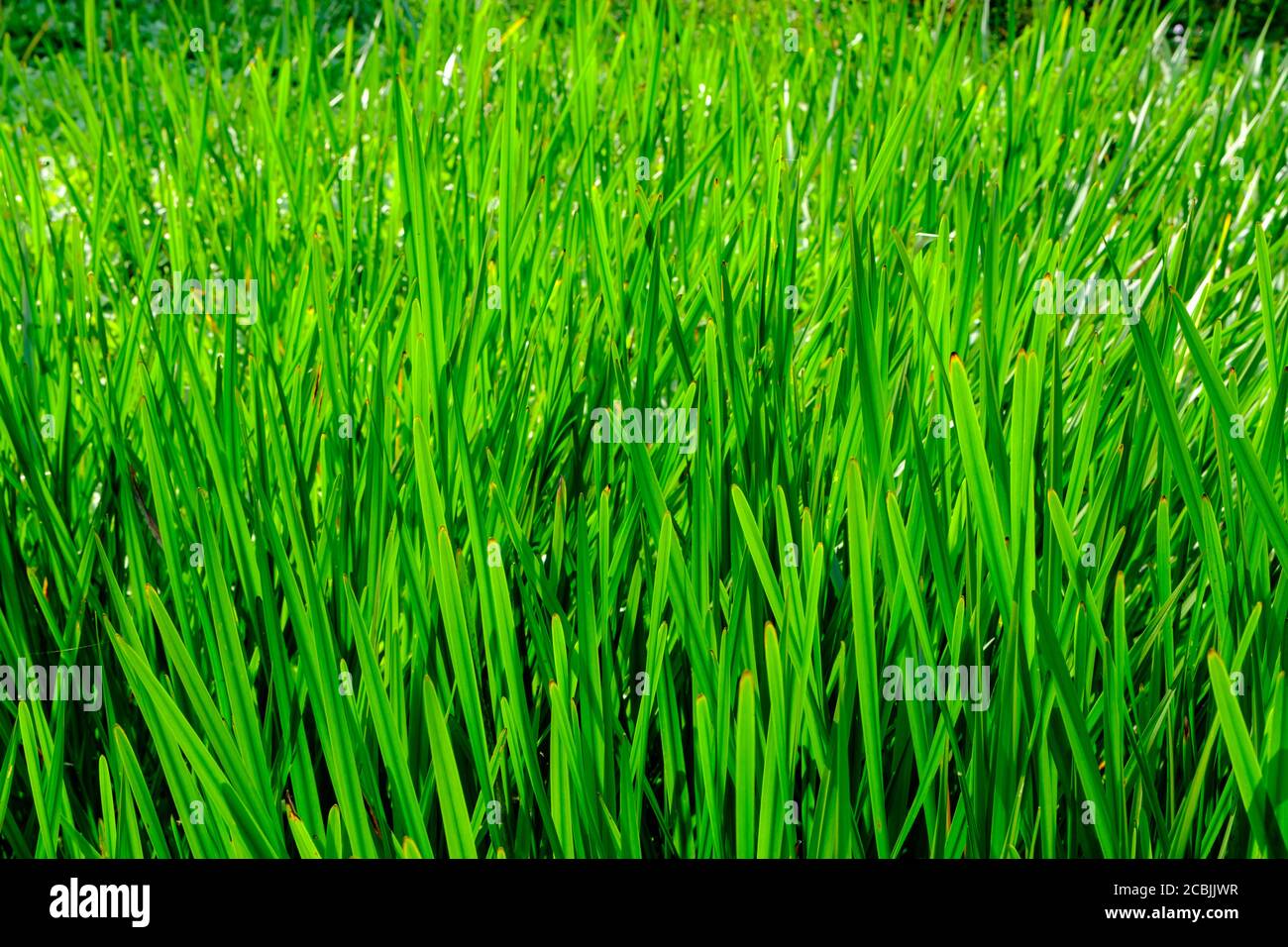 Reeds in Clifton Country Park (Salford, Greater Manchester) in summer ...