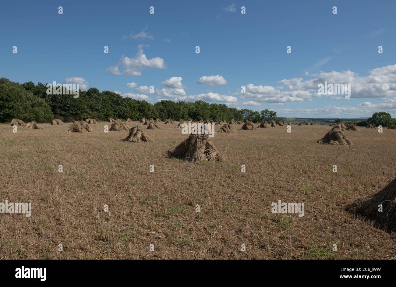 Freshly Harvested Wheat Sheaves or Stooks Used for Thatching Roofs ...