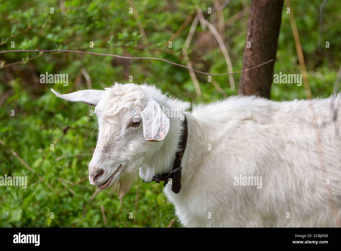 Big billy goat hi-res stock photography and images - Alamy