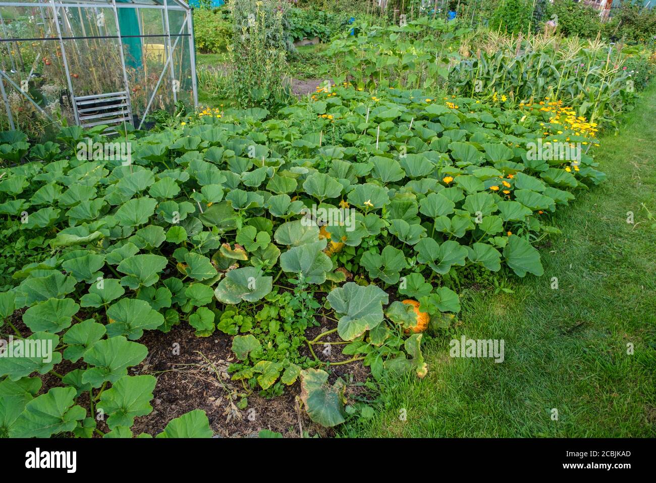 Ridged pumpkins hi-res stock photography and images - Alamy