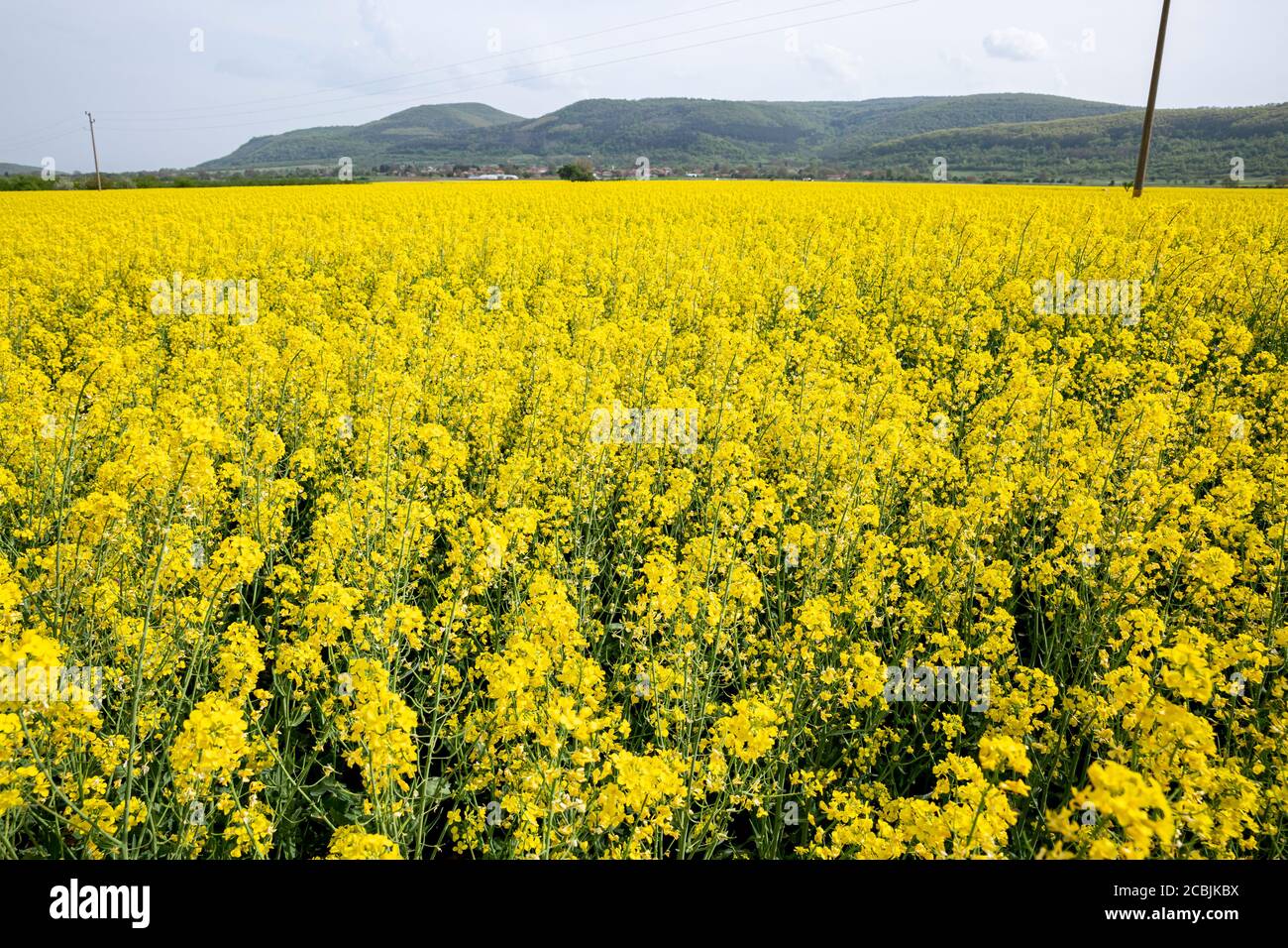 Yellow field rapeseed in bloom used to make canola oil Stock Photo - Alamy