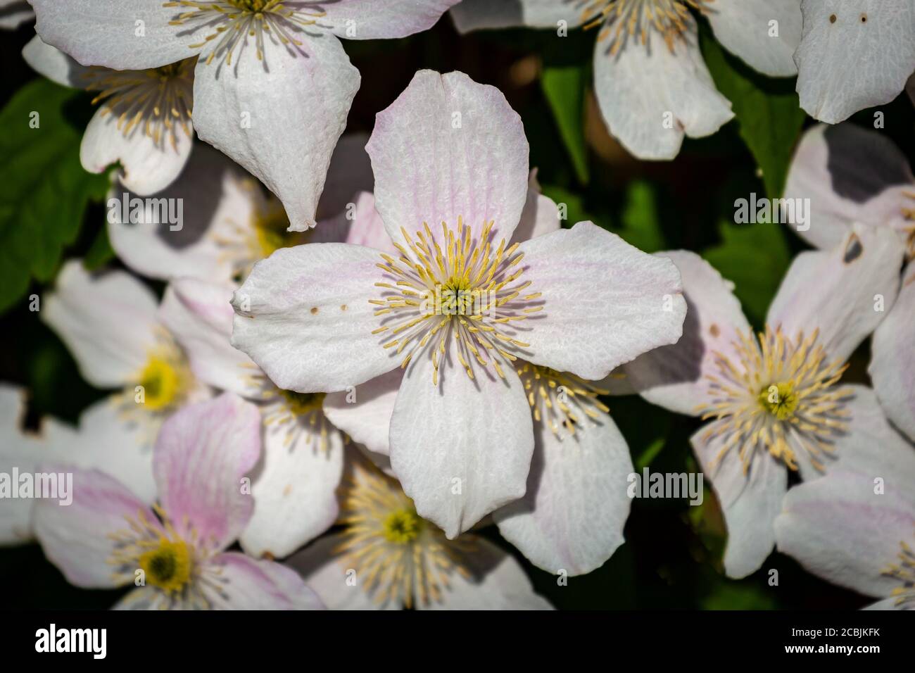A flowering clematis plant in bloom in spring Stock Photo - Alamy